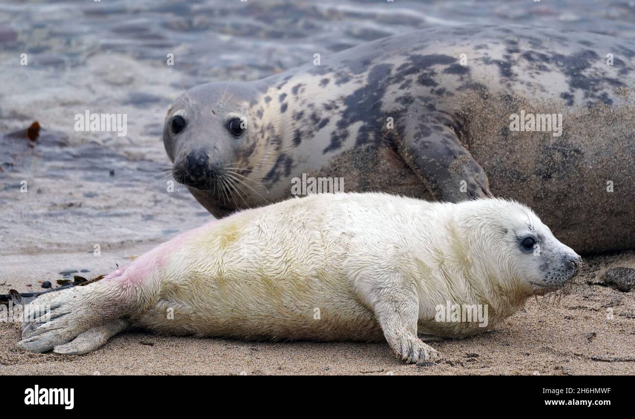 Seals on the Farne Islands during the annual census of pup numbers at ...