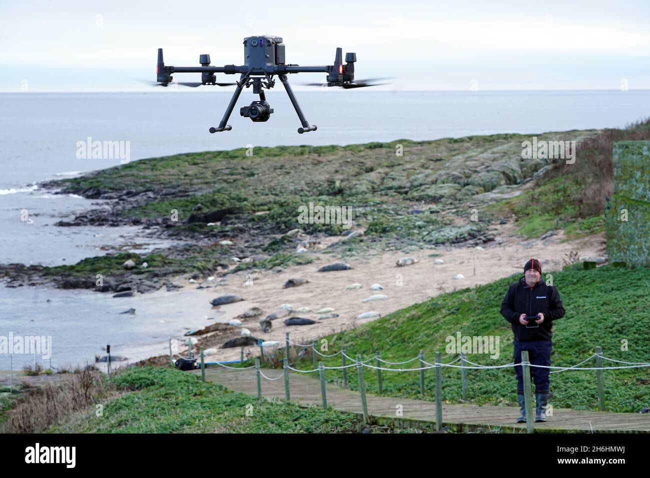 A drone being used on the Farne Islands during the annual census of pup ...