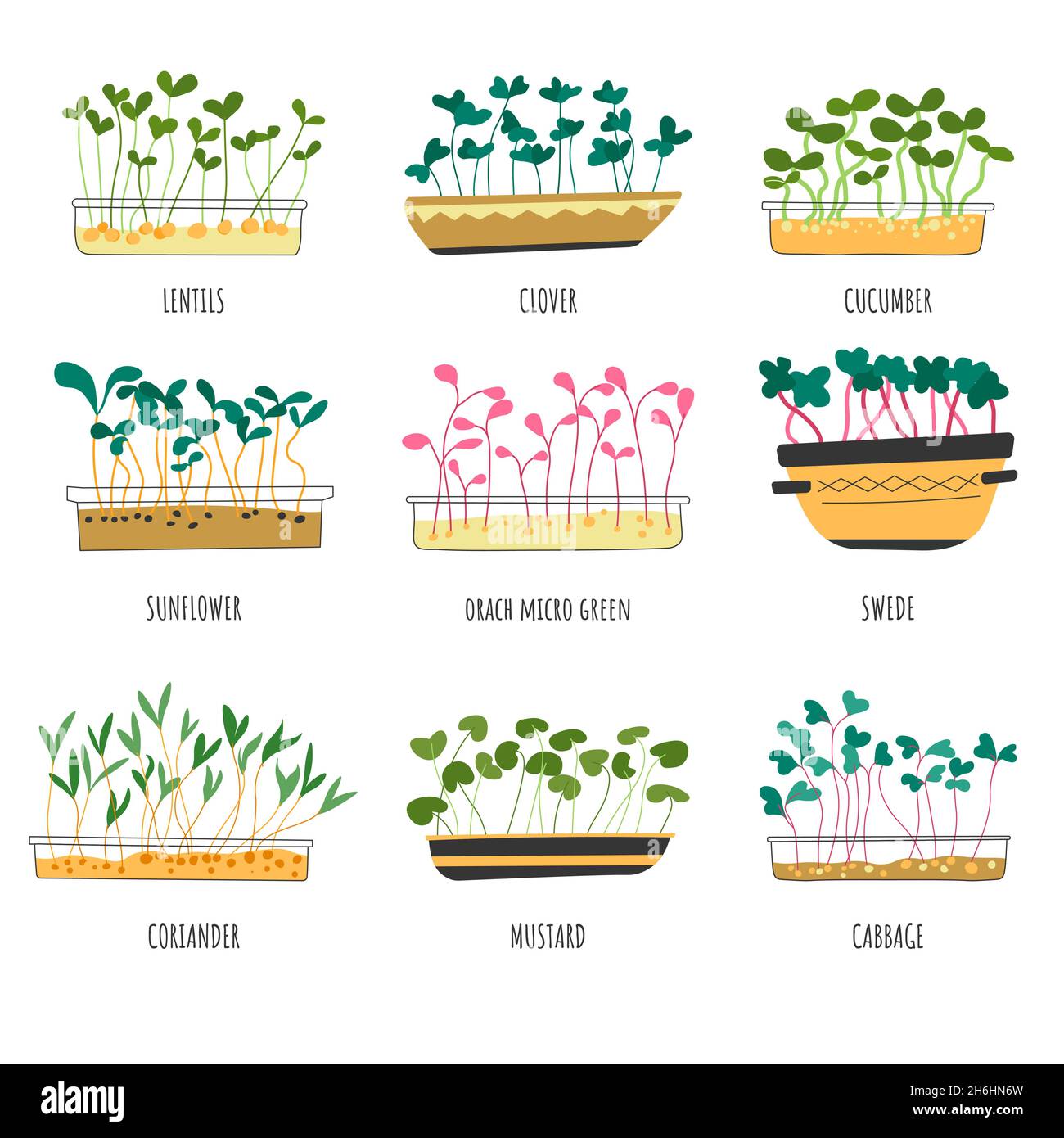 Cucumber and sprouts Stock Vector Images - Alamy