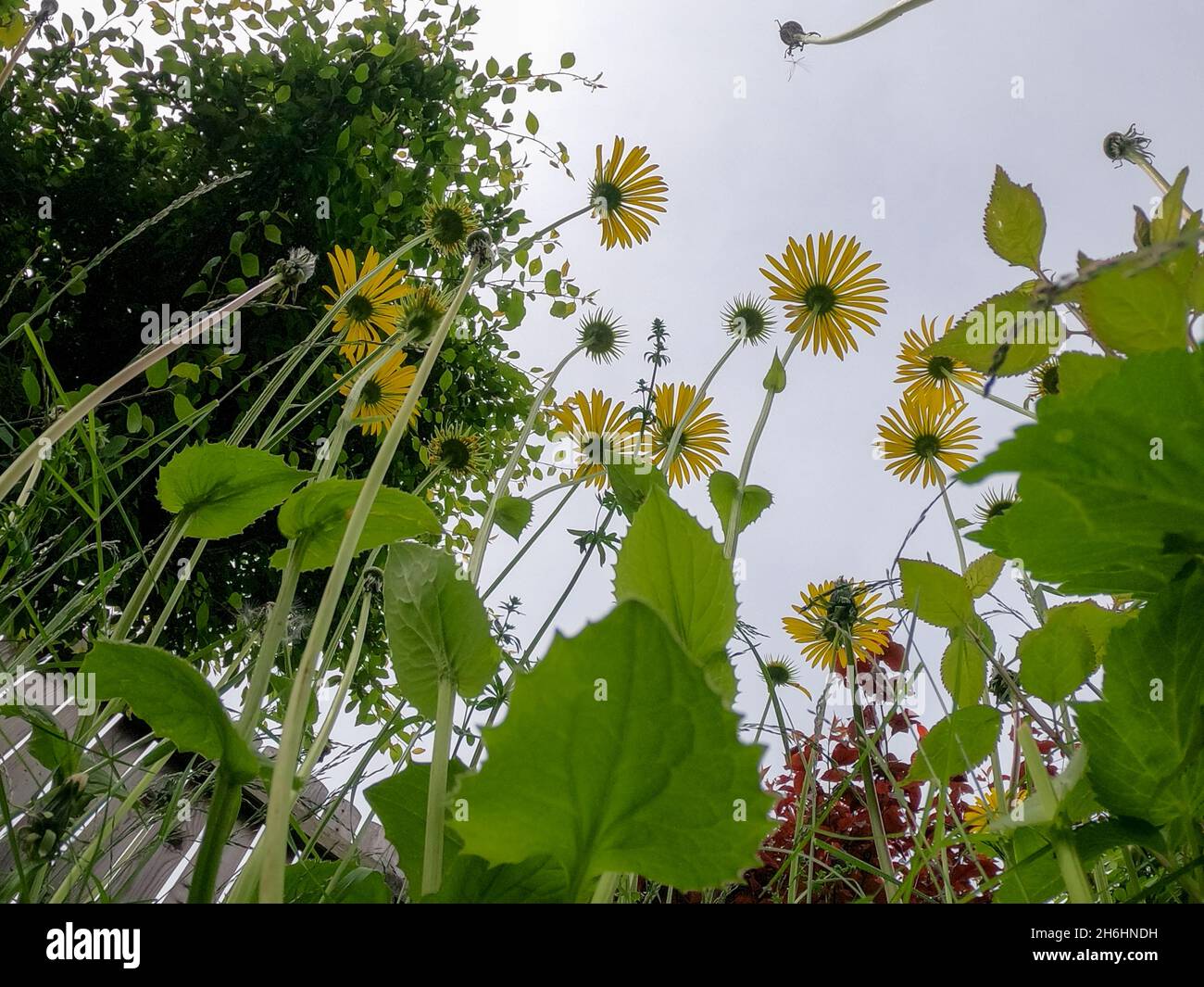 Super wide angle shots with action cam of forest and meadow in spring ...