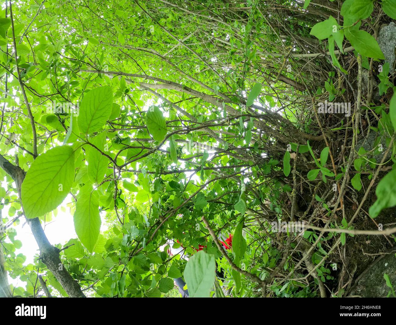 Super wide angle shots with action cam of forest and meadow in spring ...