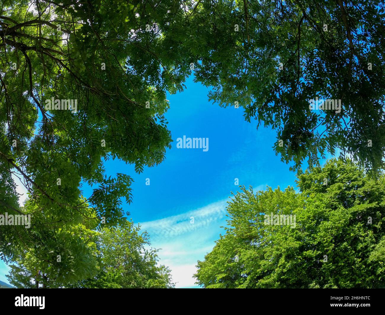 Super wide angle shots with action cam of forest and meadow in spring ...