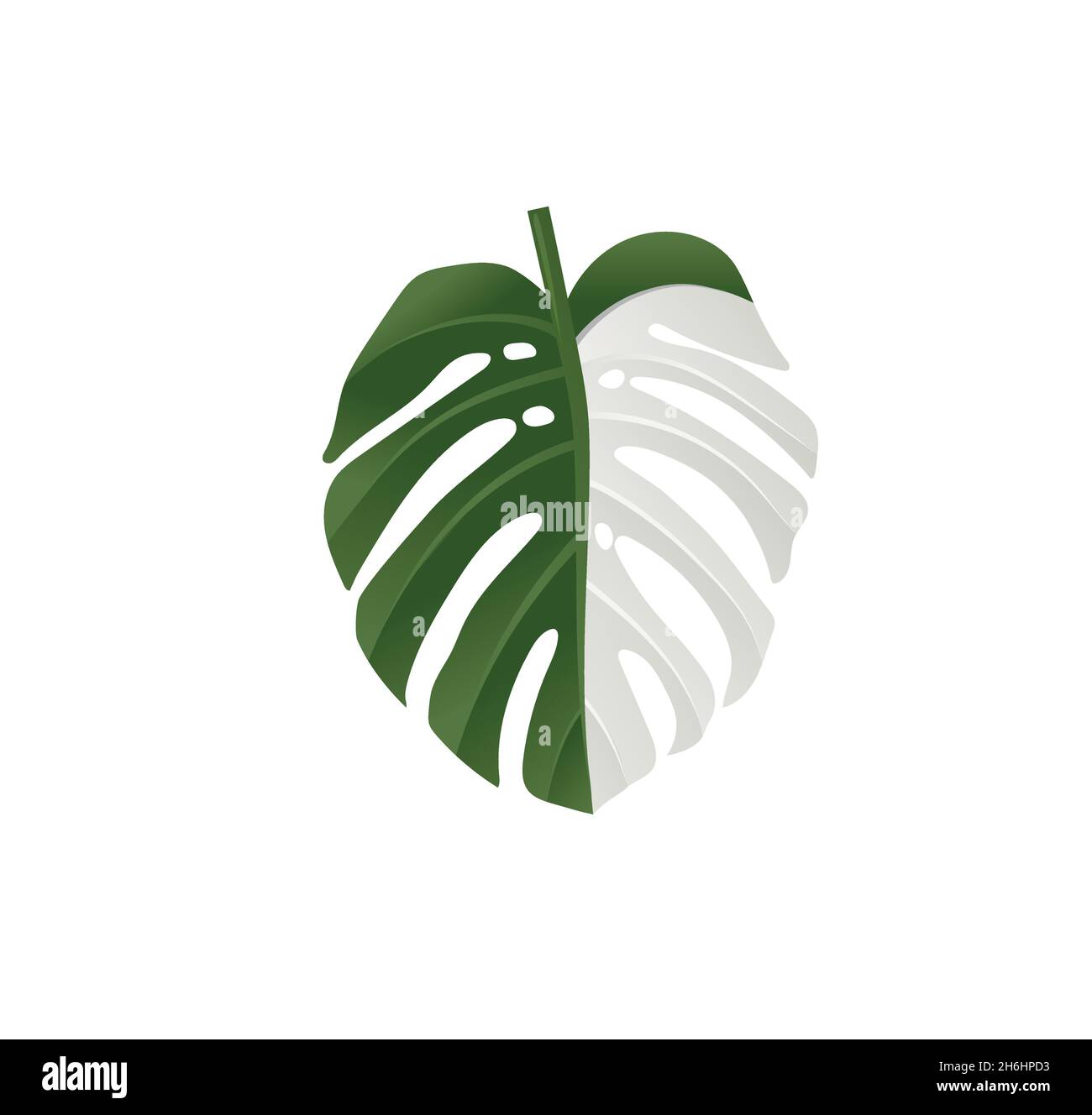Variegated leaves plant white Stock Vector Images - Alamy