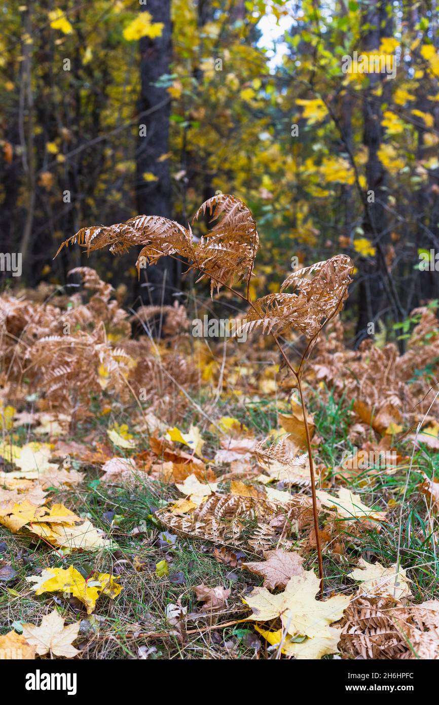 Many colorful autumn leaf hi-res stock photography and images - Alamy