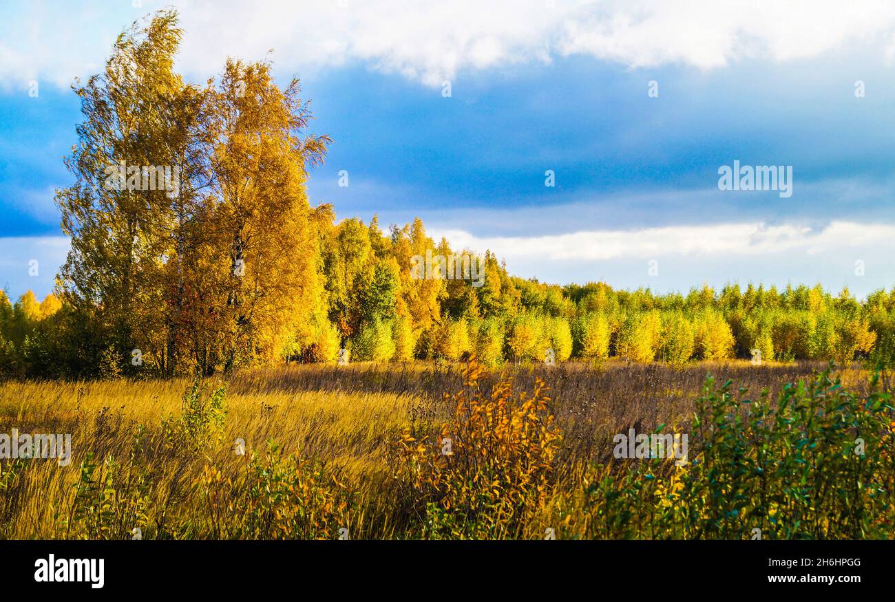 Autumn landscape with a beautiful tree. Nature in the countryside on a ...