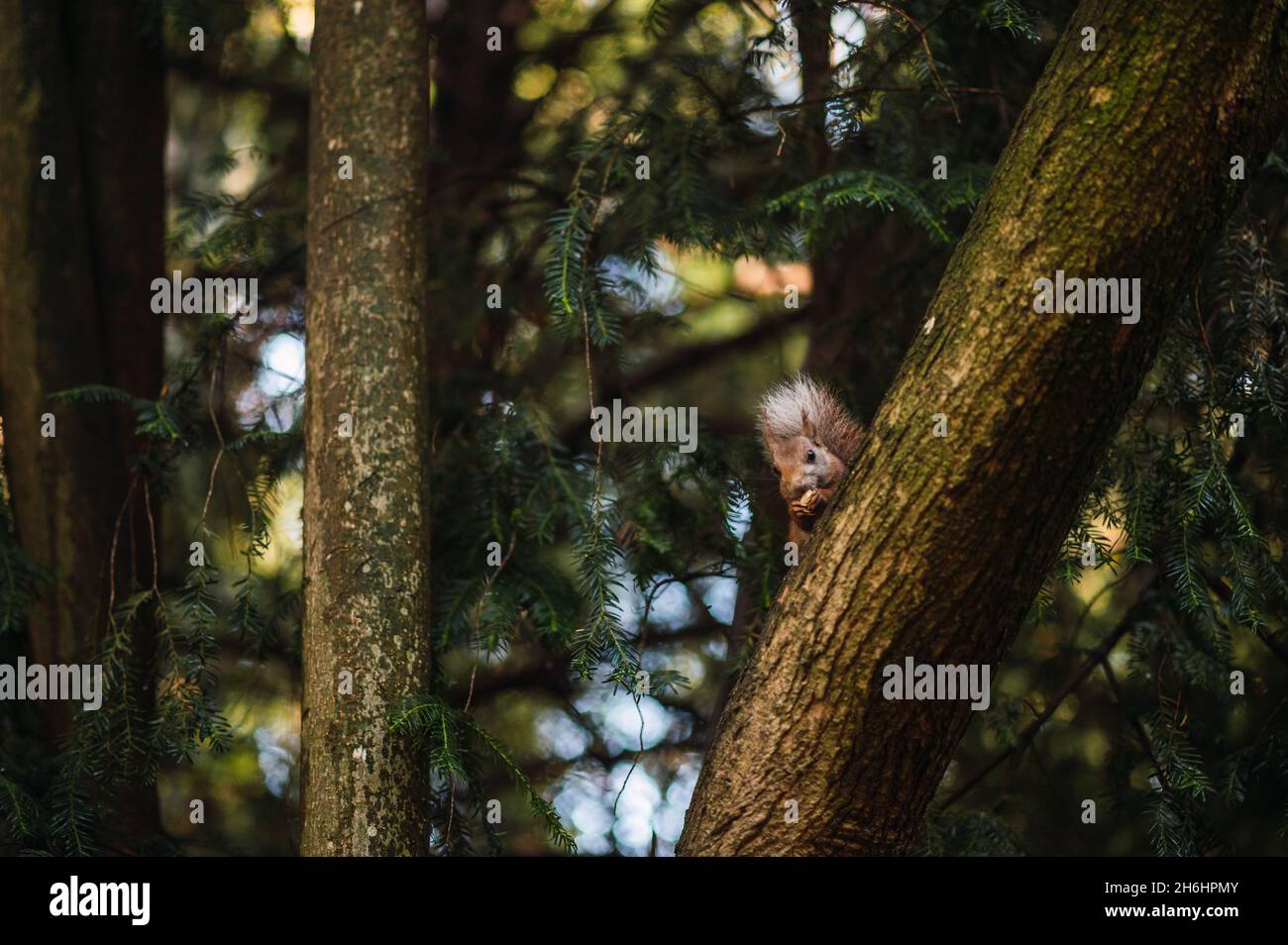 Red squirrel eating hidden in a tree. Sciurus vulgaris. Campo Grande ...