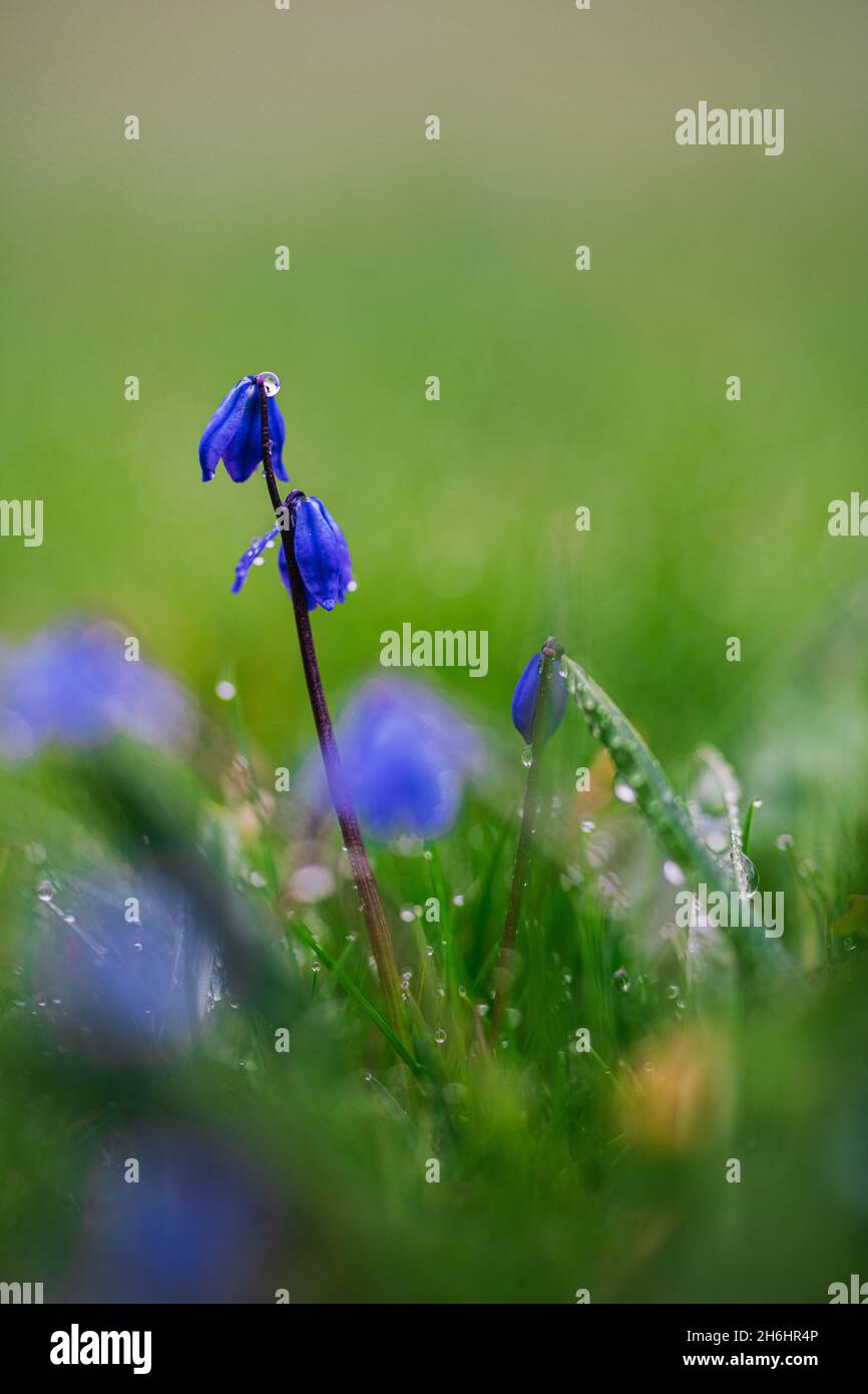 Selective focus shot of misty blue flowers in the meadow Stock Photo ...