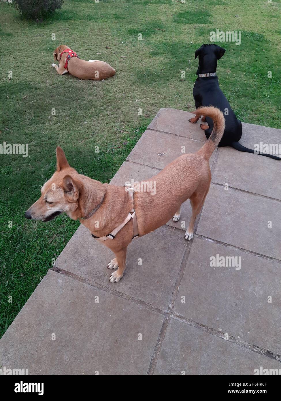 Three guard dogs hi-res stock photography and images - Alamy