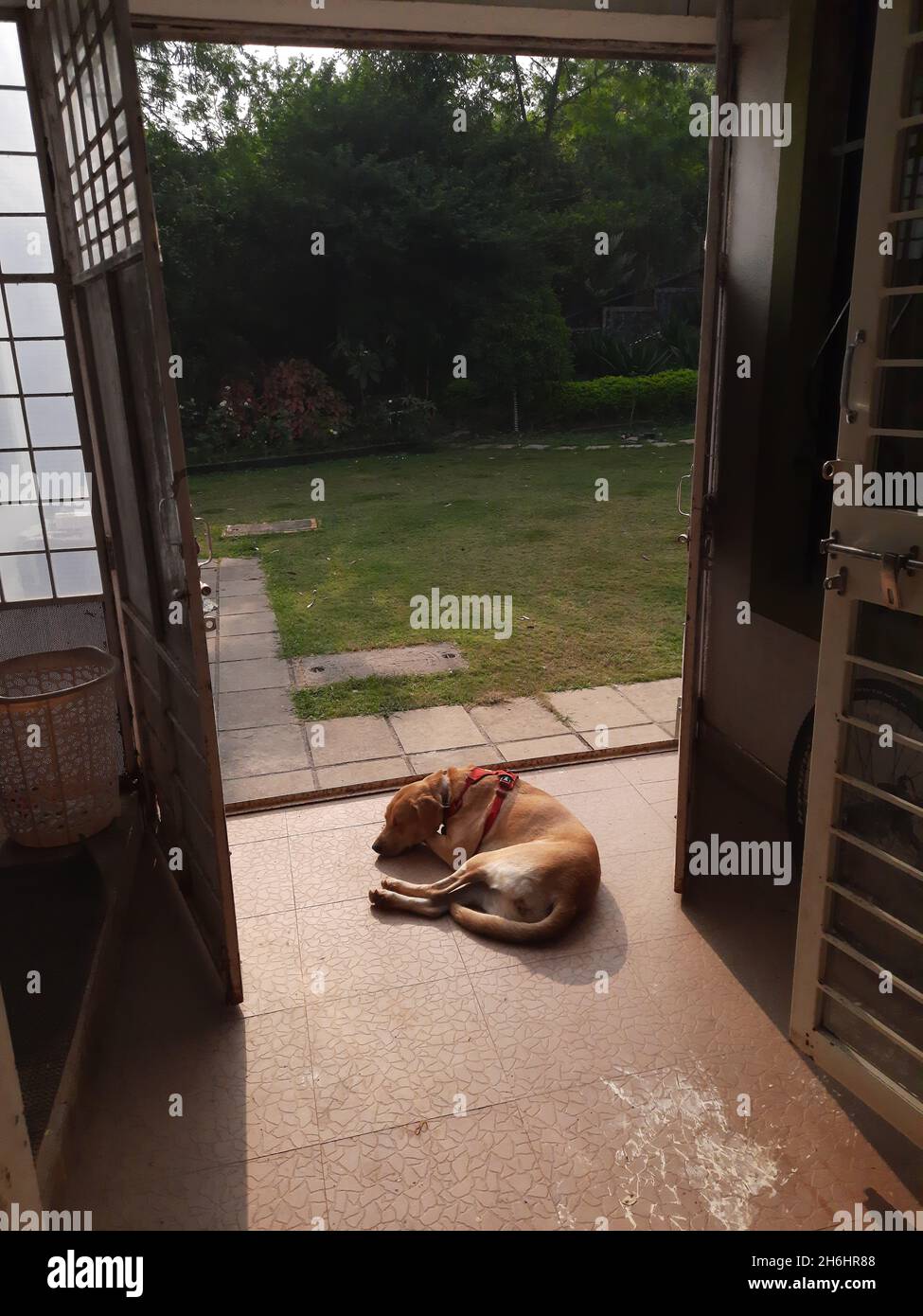 My dog taking sun bath in my backyard Stock Photo - Alamy