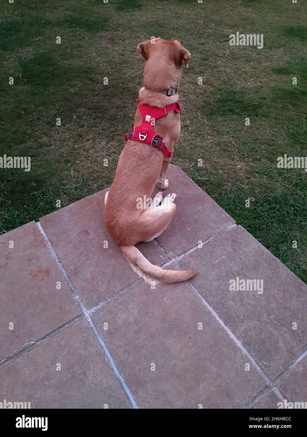 Waiting dog a dog is waiting for his master Stock Photo - Alamy