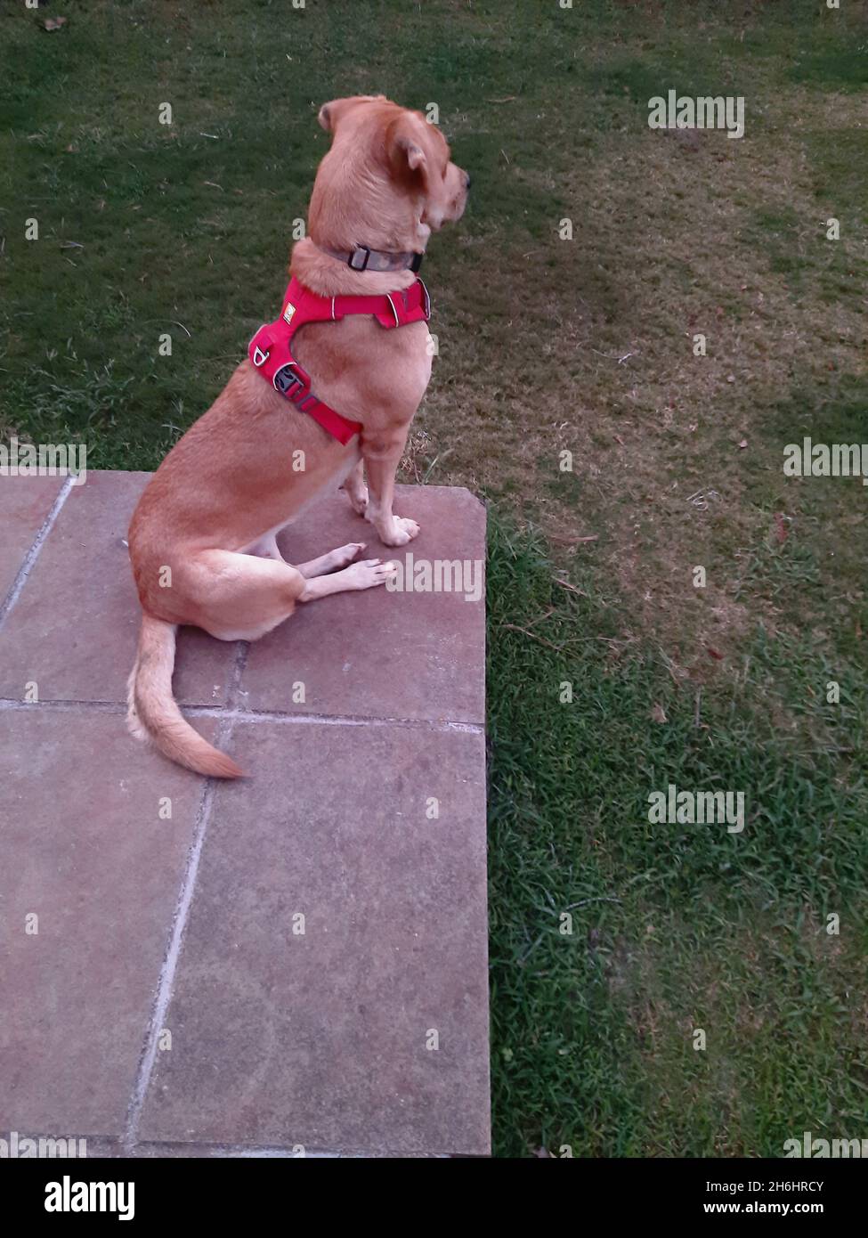 Waiting dog a dog is waiting for his master Stock Photo - Alamy