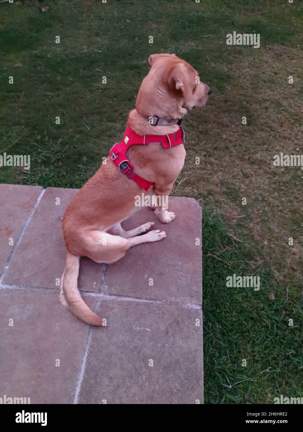 Waiting dog a dog is waiting for his master Stock Photo - Alamy