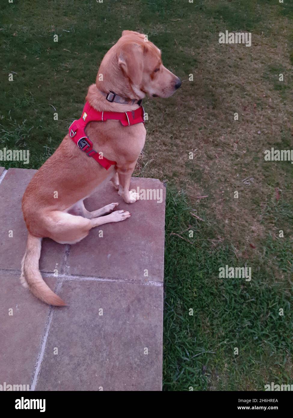 Waiting dog a dog is waiting for his master Stock Photo - Alamy