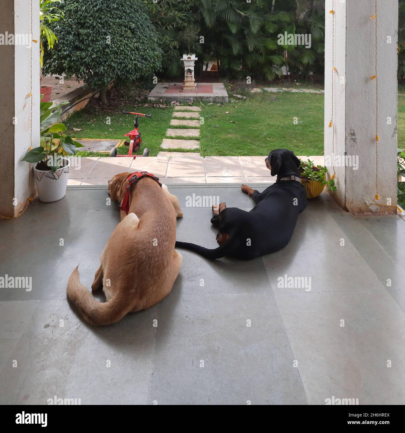 My two dogs talking a nap in front of my house Stock Photo - Alamy