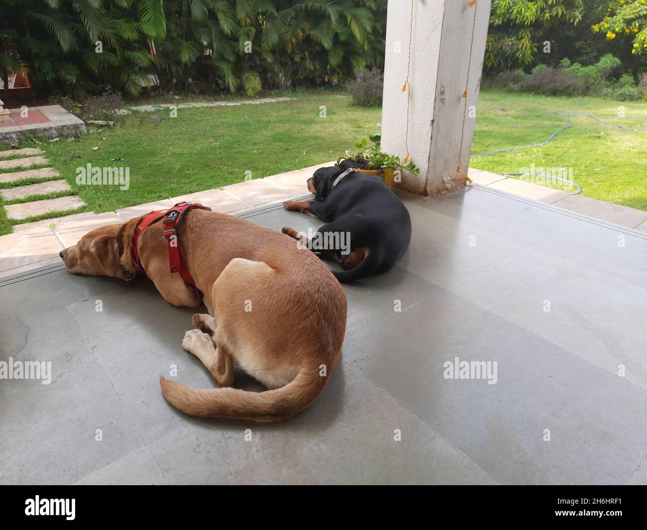 Dogs talking hi-res stock photography and images - Alamy