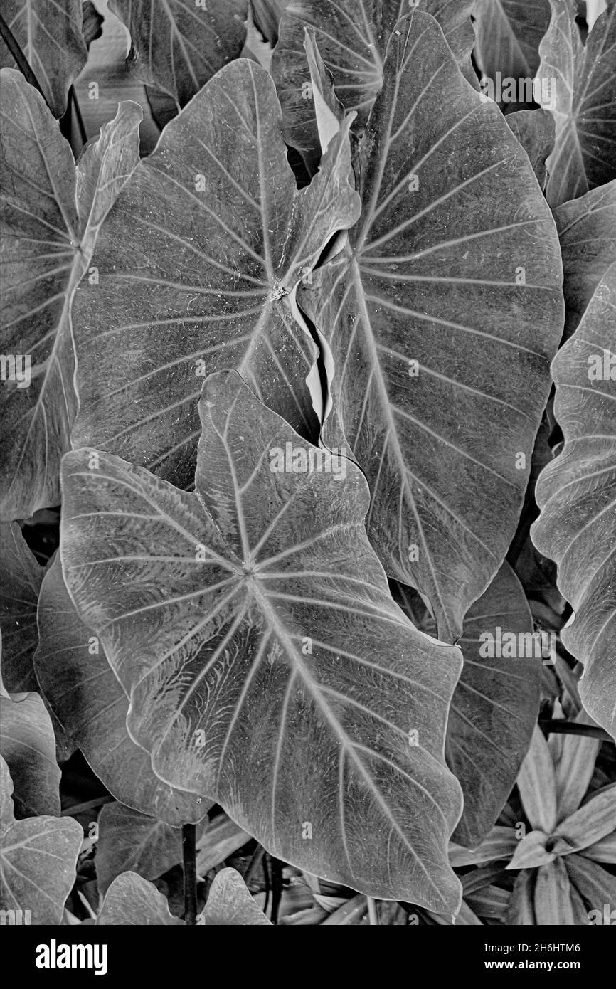 Vertical, grayscale shot of large taro plant leaves Stock Photo - Alamy