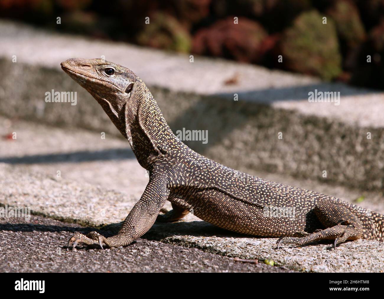 Closeup of a Monitor lizard sunbathing Stock Photo - Alamy