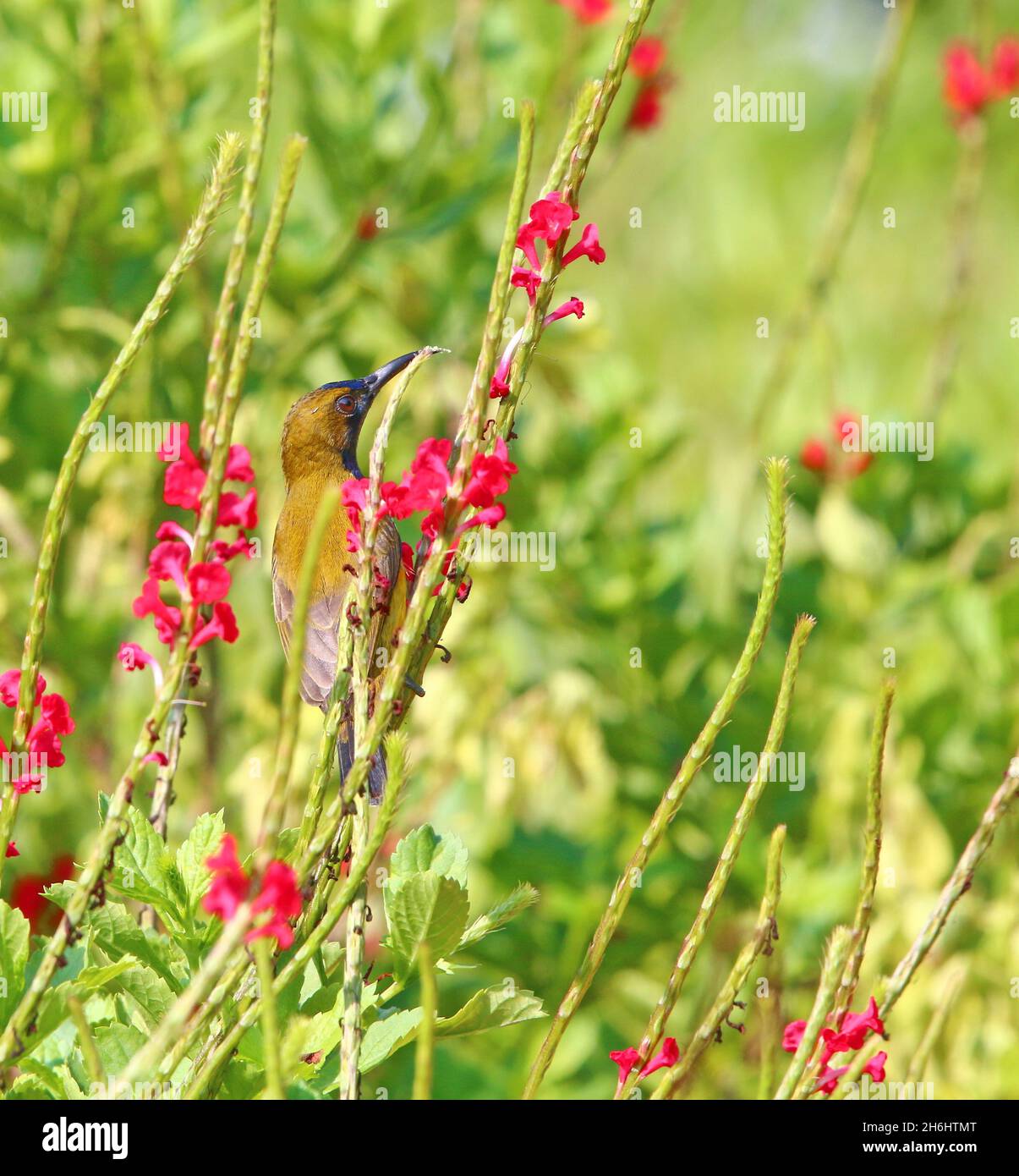 Shallow focus of beautiful Olive-backed sunbird in flower bushes Stock ...