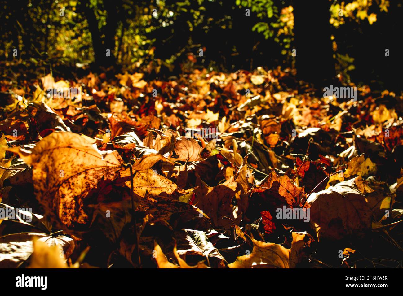Green yellow path in hi-res stock photography and images - Alamy