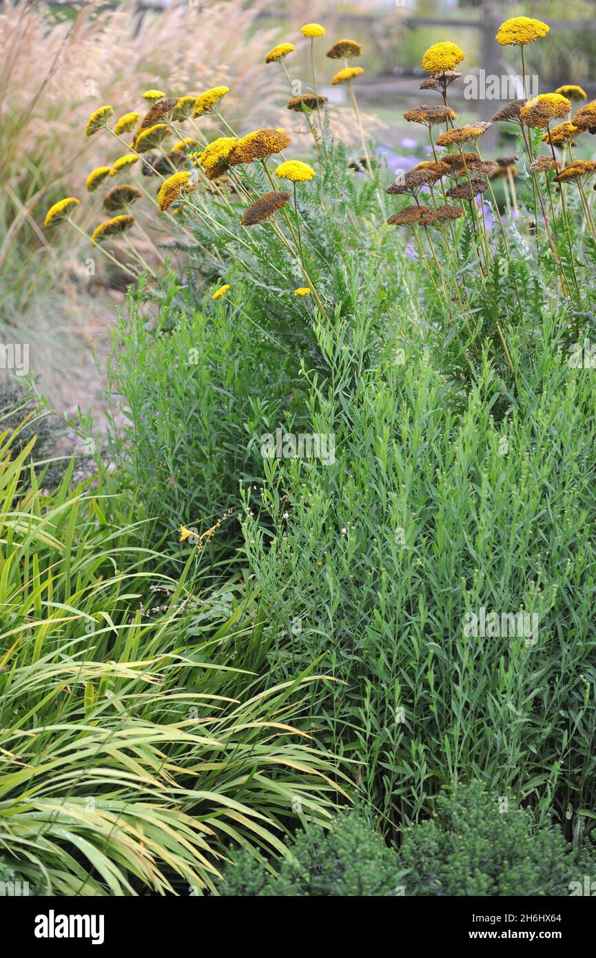 Yellow yarrow (Achillea filipendulina) Gold Plate blooms in a garden in ...