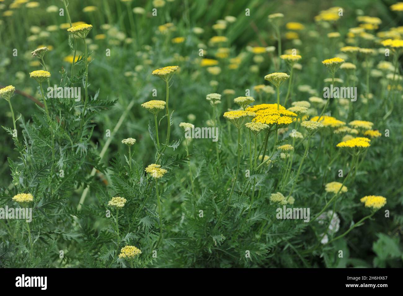 Yellow yarrow (Achillea filipendulina) Gold Plate blooms in a garden in ...