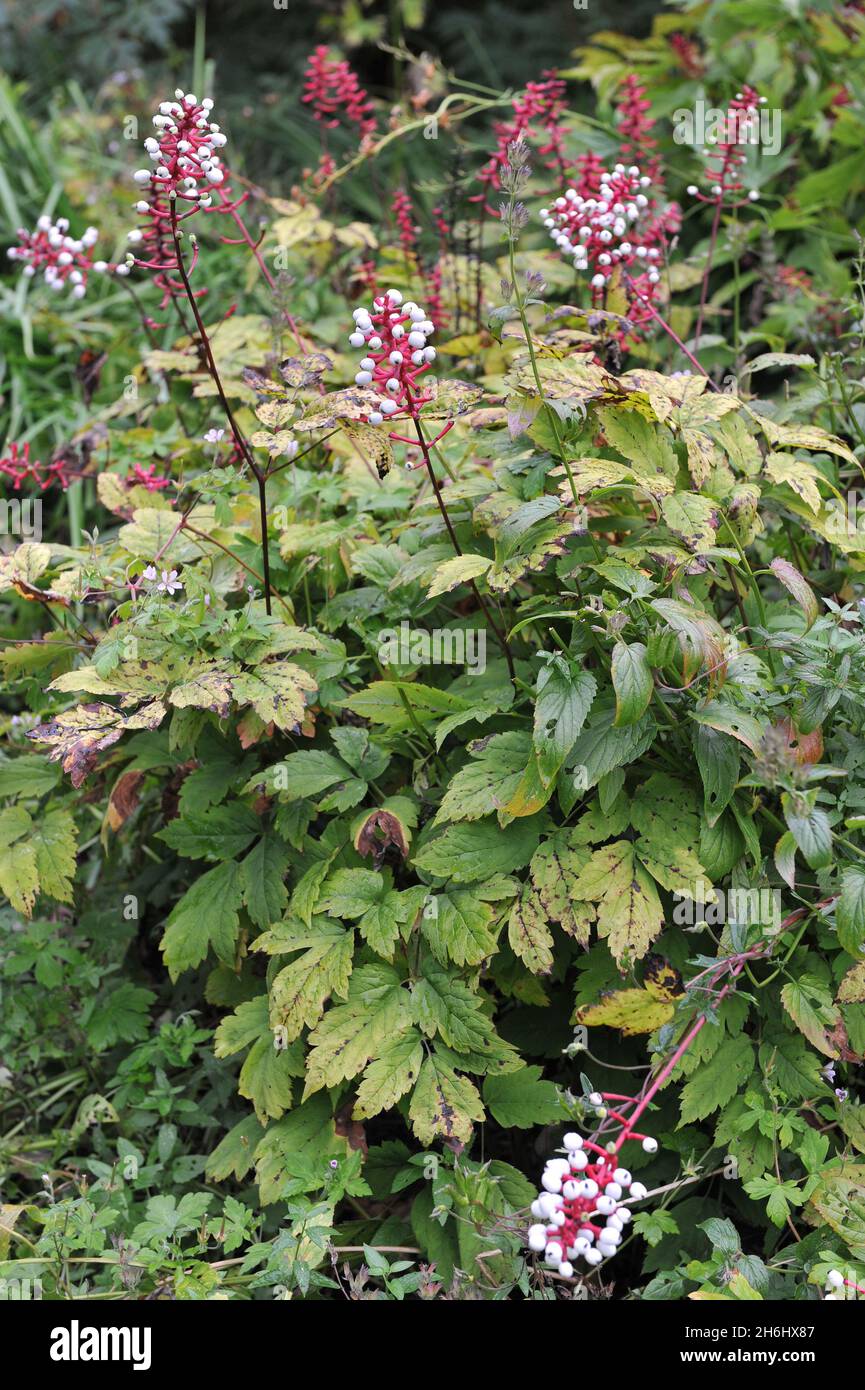 White baneberry (Actaea pachypoda) bears black fruits in a garden in ...