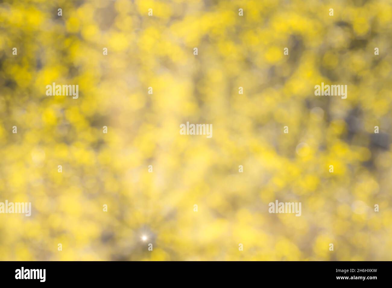 Blurred bokeh background image of bright yellow foliage and sunbeams in ...