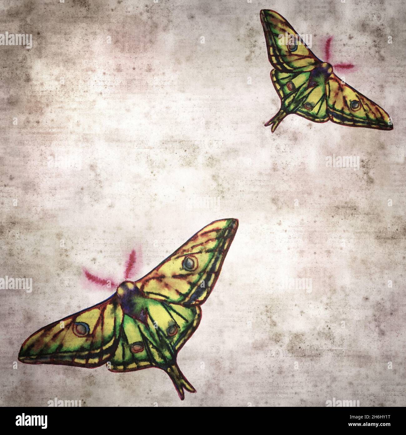 Spanish Moon Moth Tattoo