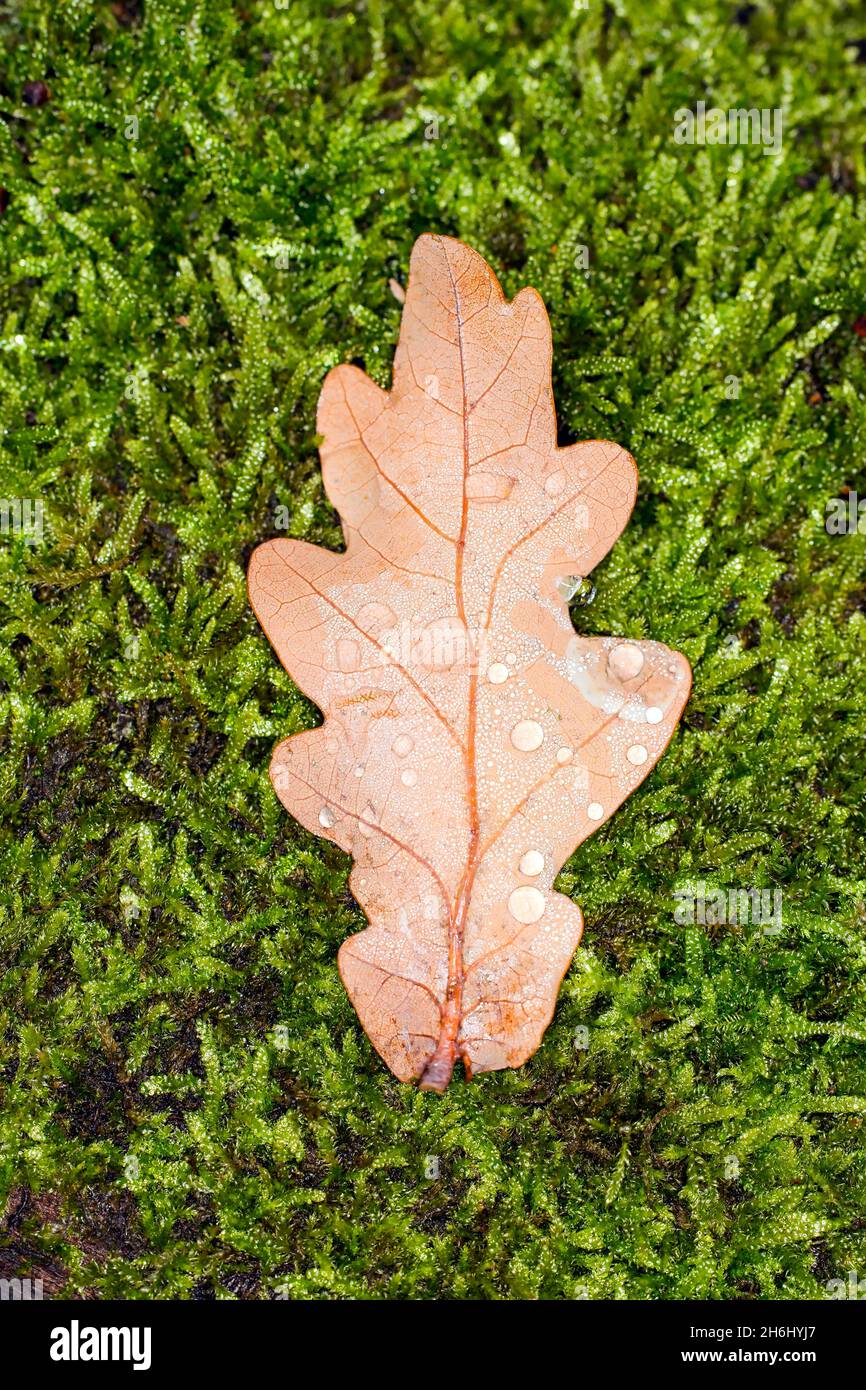 Oak leaf symbol hi-res stock photography and images - Alamy