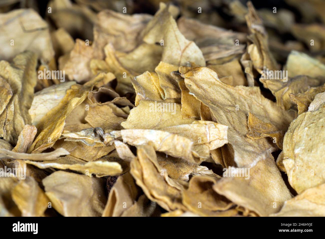 Night flowering tobacco hi-res stock photography and images - Alamy