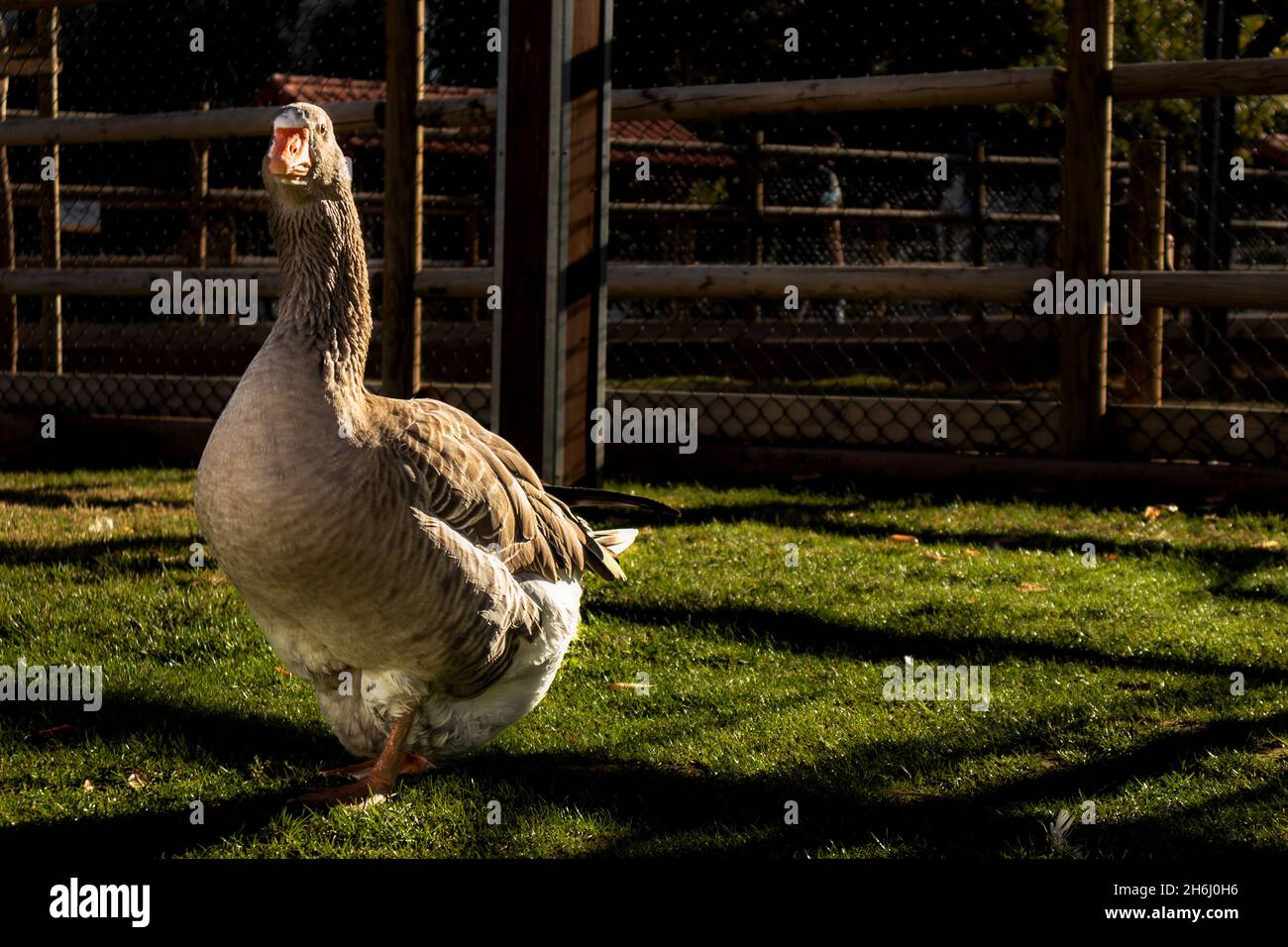 Big goose with sunset light. Posing for photography Stock Photo - Alamy