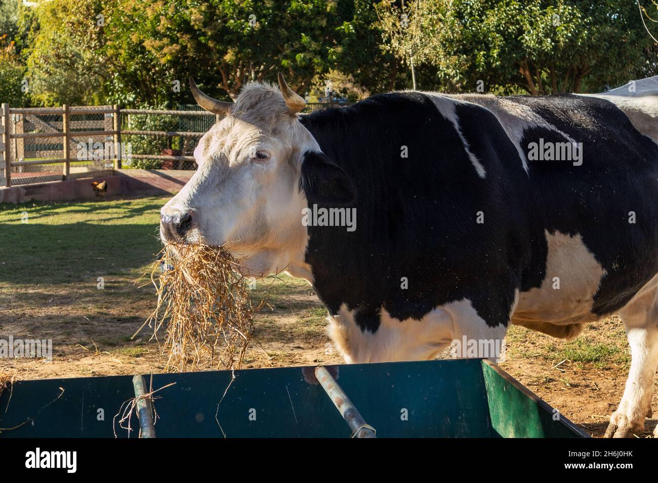 Dairy cow eating with vegetation in the background Stock Photo - Alamy