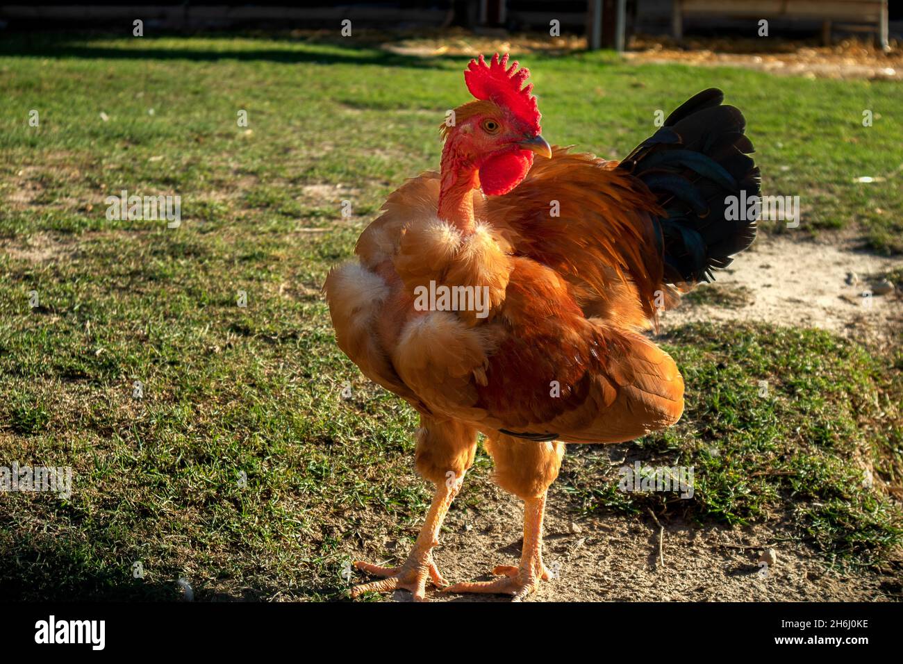 Chicken posing for camera with grass backdrop Stock Photo - Alamy