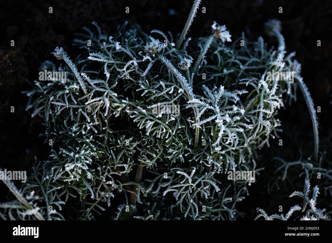 The first autumn frosts in the garden. Plants are frozen with morning ...