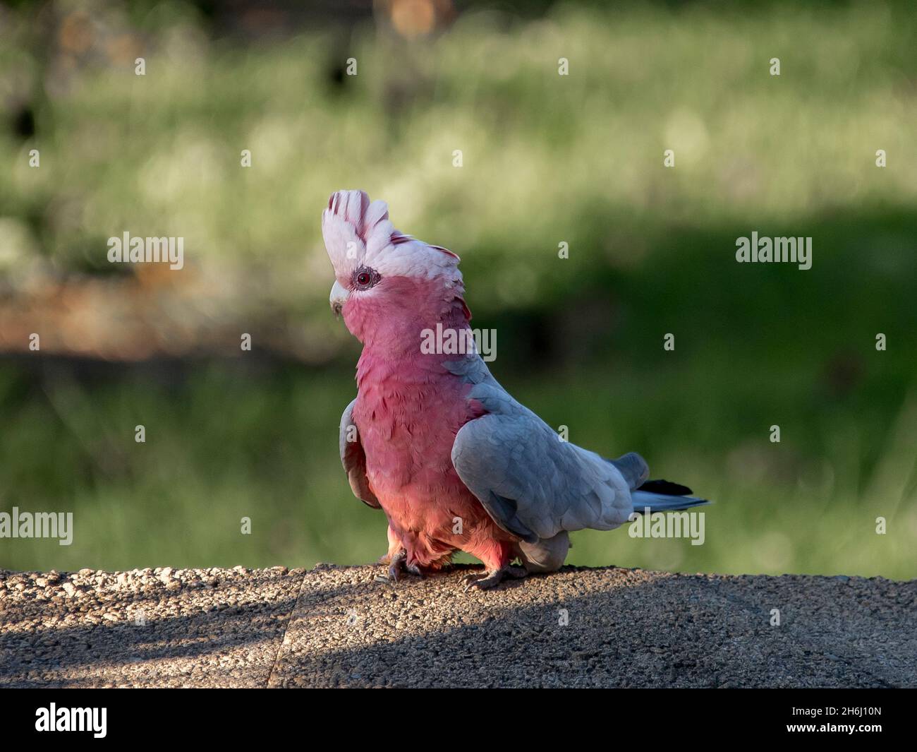 Galah wings hi-res stock photography and images - Alamy