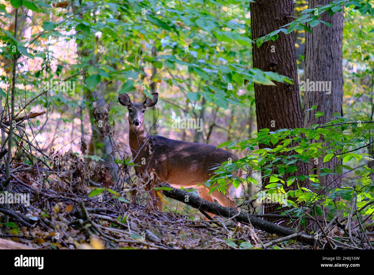 Springfield forest hi-res stock photography and images - Alamy