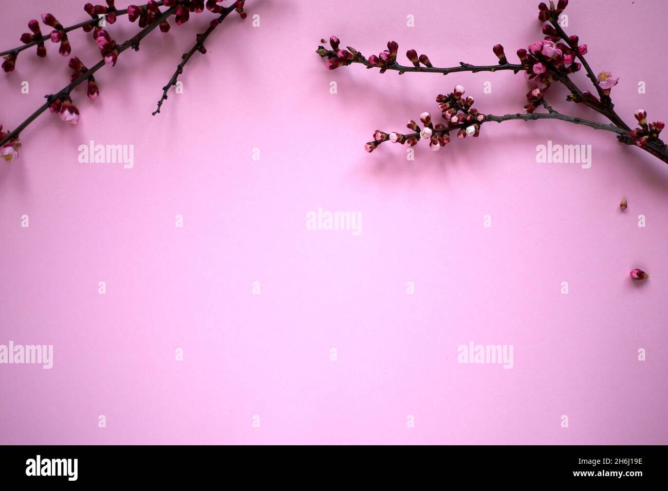 Sprig first flower blossom on pink background. Sping minimal concept ...