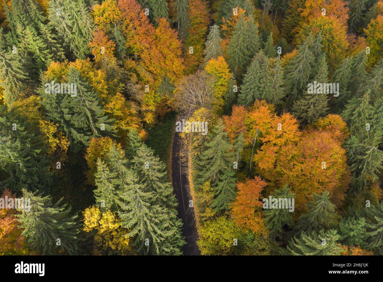 Aerial view of the mountain road in a beautiful pine and deciduous ...