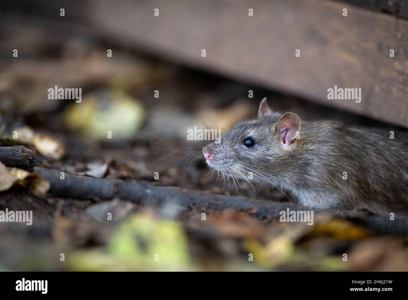 Rat rodent uk hi-res stock photography and images - Alamy