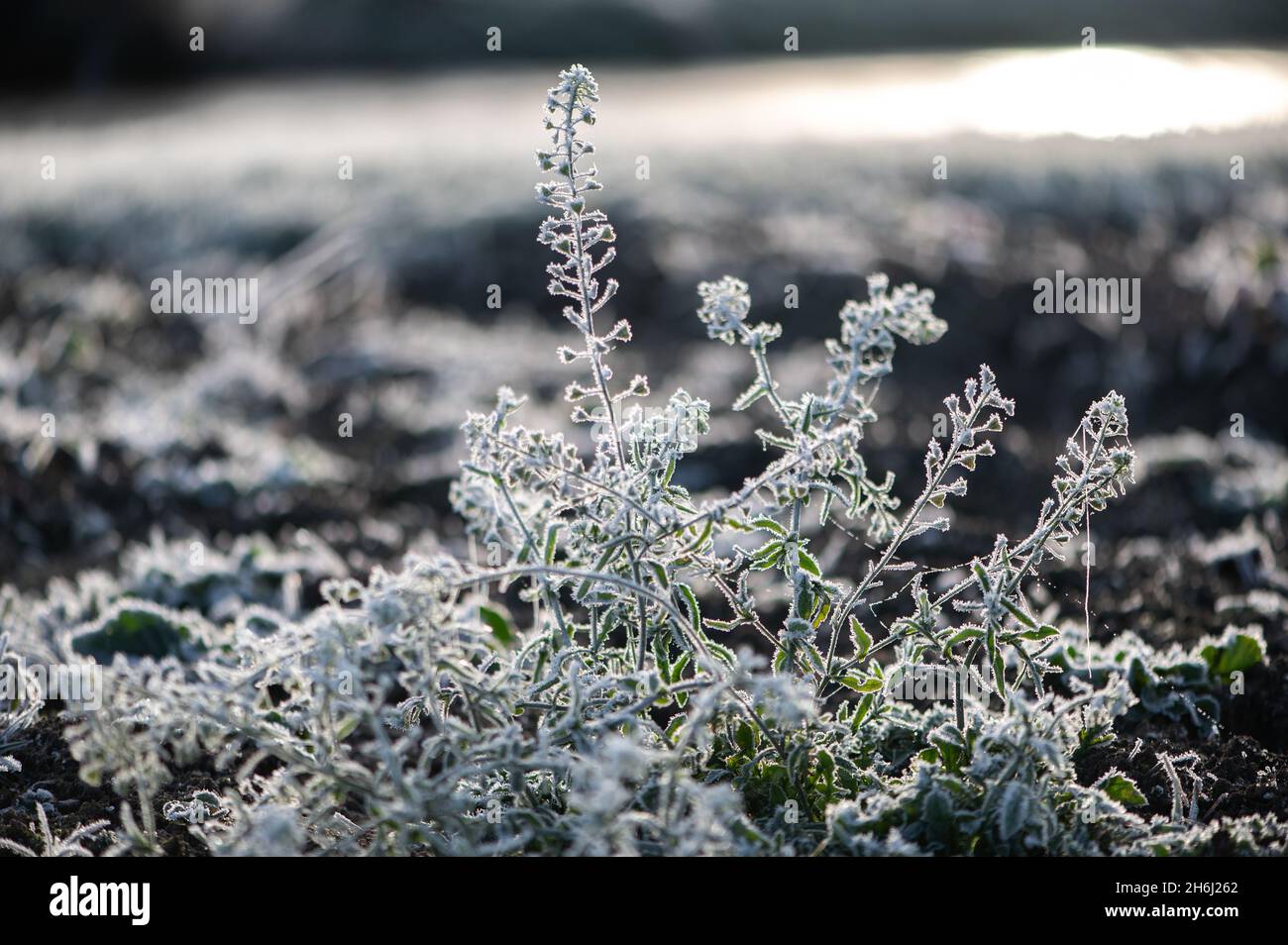 The first autumn frosts in the garden. Plants are frozen with morning ...