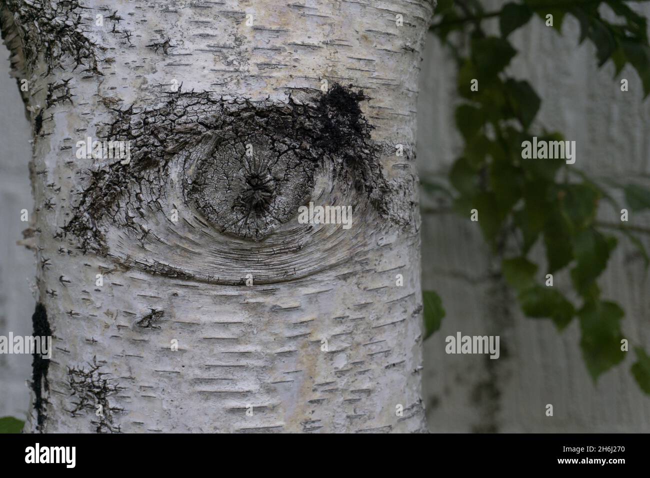 Tree with the shape of an eye taken in Hassel, Belgium Stock Photo - Alamy