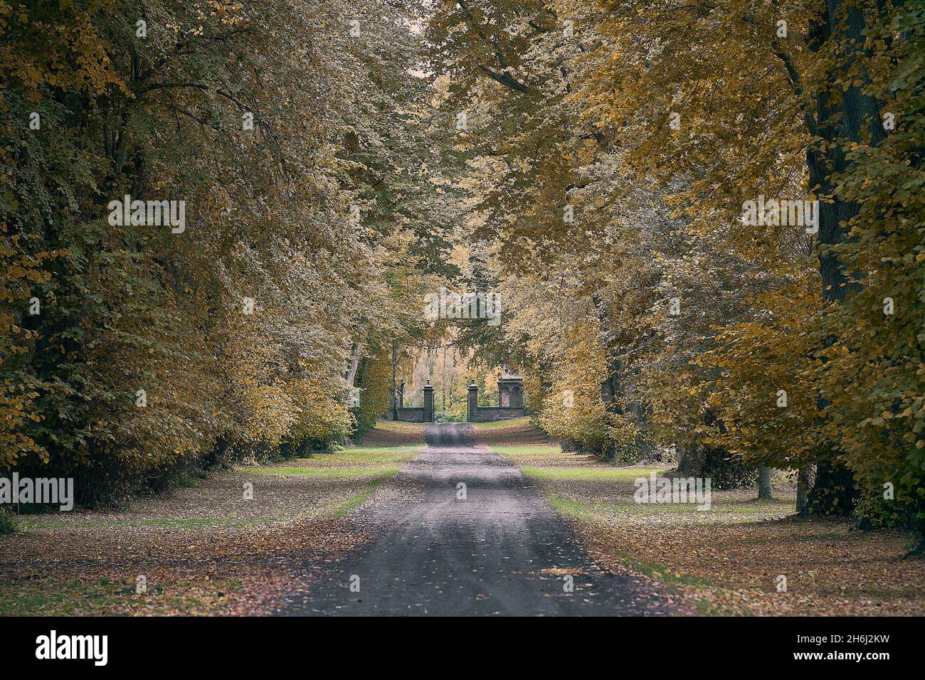 Tree lined approach road to an English country house in autumn Stock ...