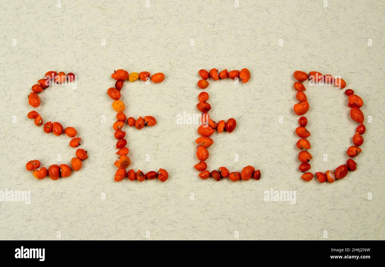 Word made by seeds of the spindle tree Stock Photo - Alamy