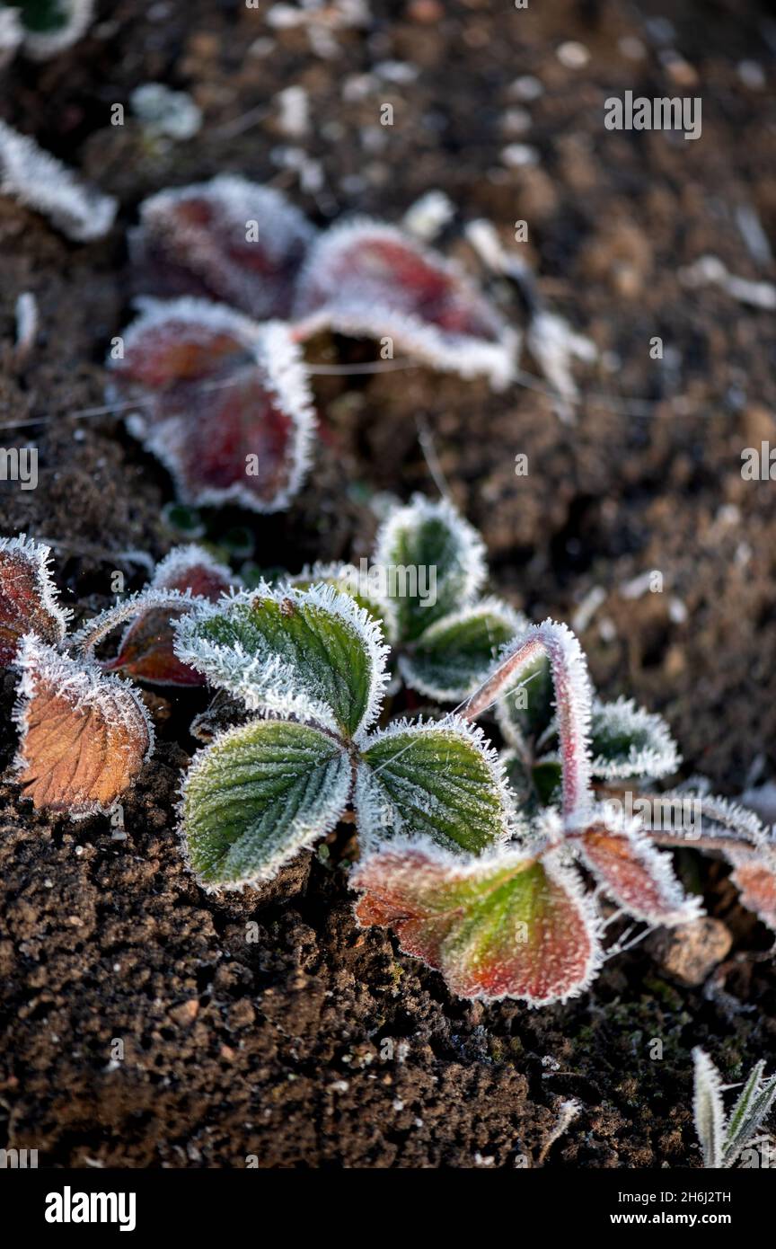 The first autumn frosts in the garden. Plants are frozen with morning ...
