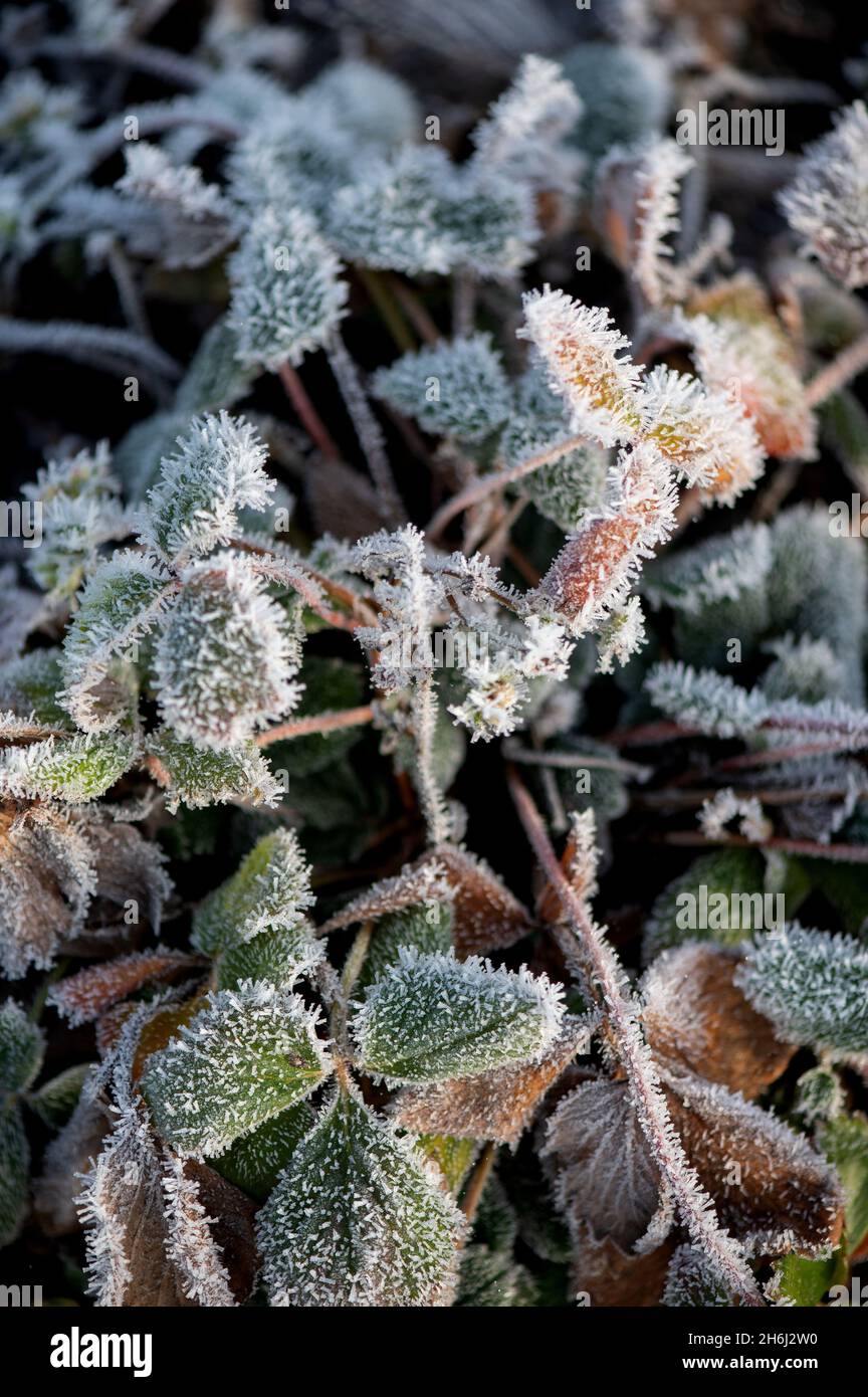 The first autumn frosts in the garden. Plants are frozen with morning ...