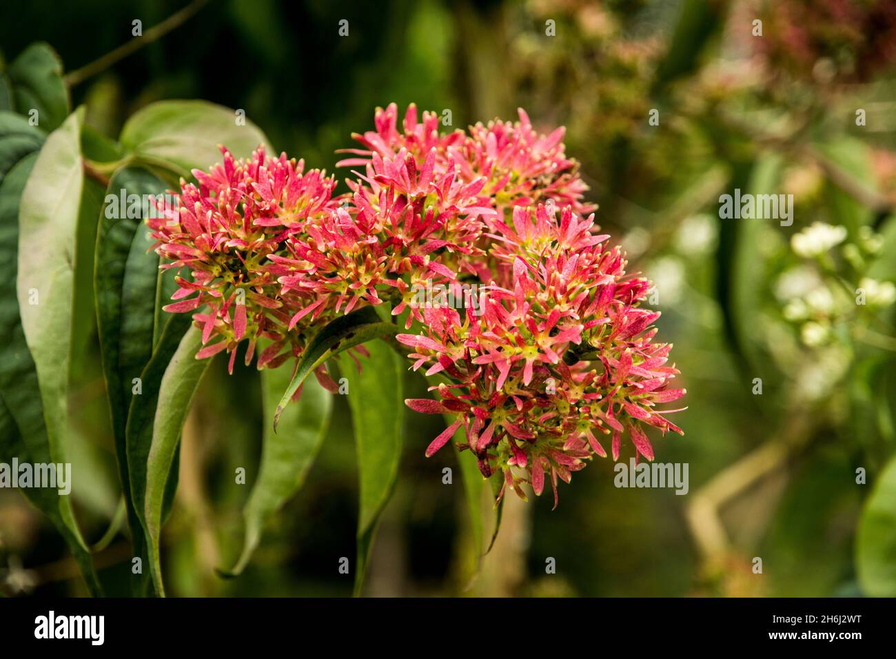 Heptacodium miconioides hi-res stock photography and images - Alamy