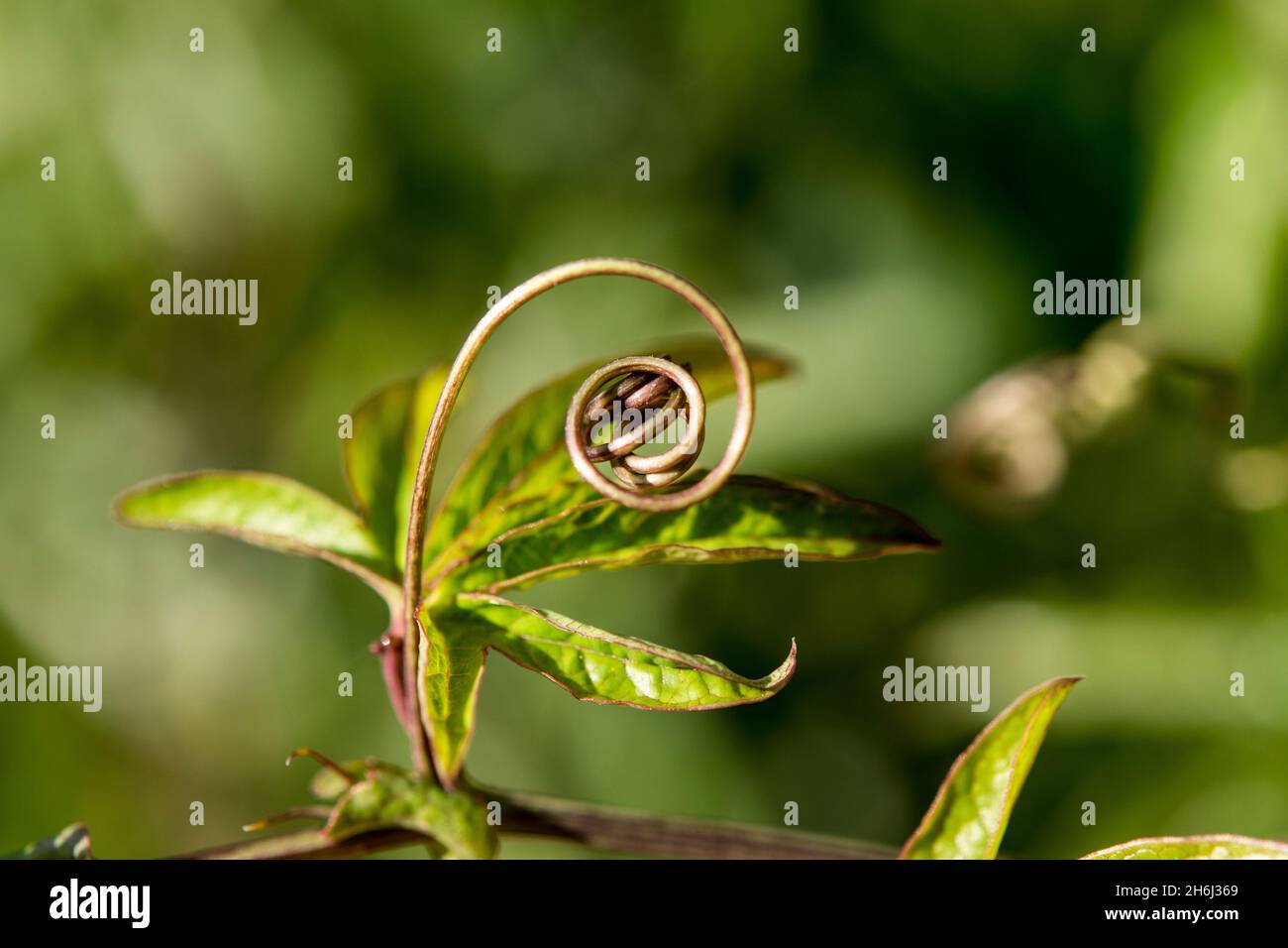 Tendril climbing hi-res stock photography and images - Alamy