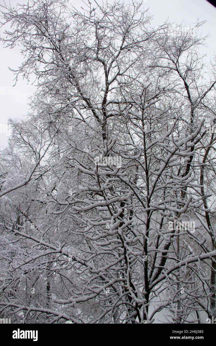 Snowy trees. Snow covered yard. Too much snow. The snow storm has ...