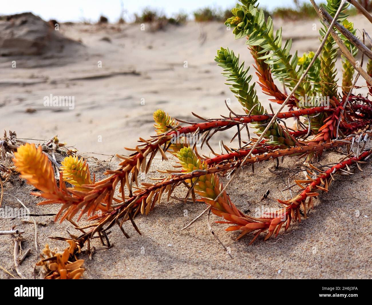 Closeup shot of seaweed plants on the beach Stock Photo - Alamy