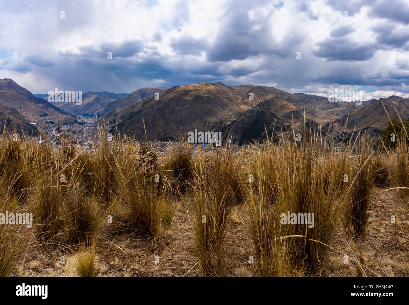 Straw ichu is a grass of the South American Andean highlands on ...